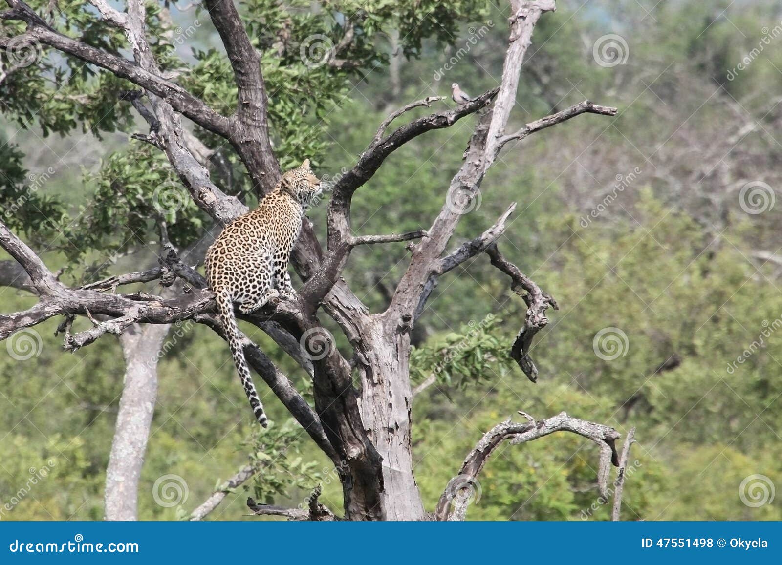 African Leopard in the Tree. Kruger Park Stock Photo - Image of large ...