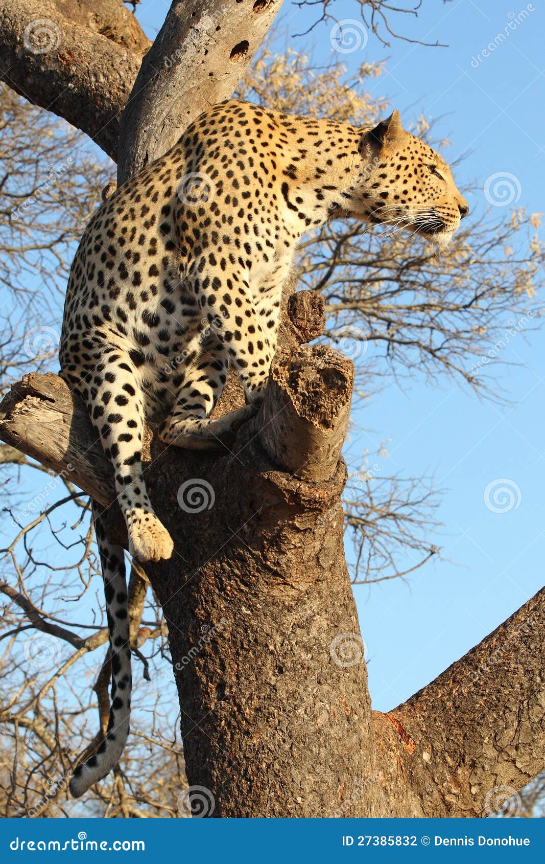 African Leopard in Tree Looking To Right Stock Photo - Image of safari ...