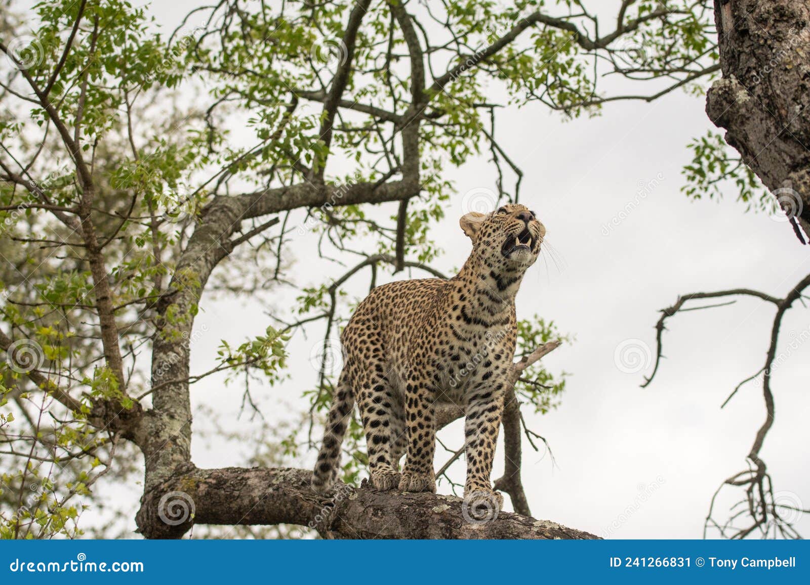 African leopard in a tree stock image. Image of africa - 241266831