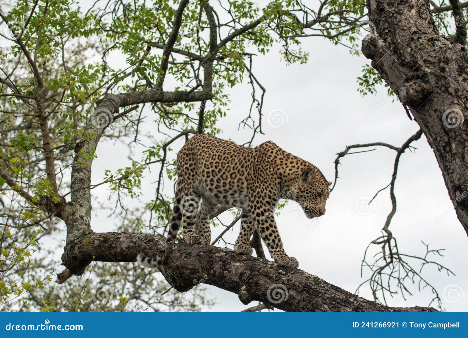 African leopard in a tree stock image. Image of leopard - 241266921