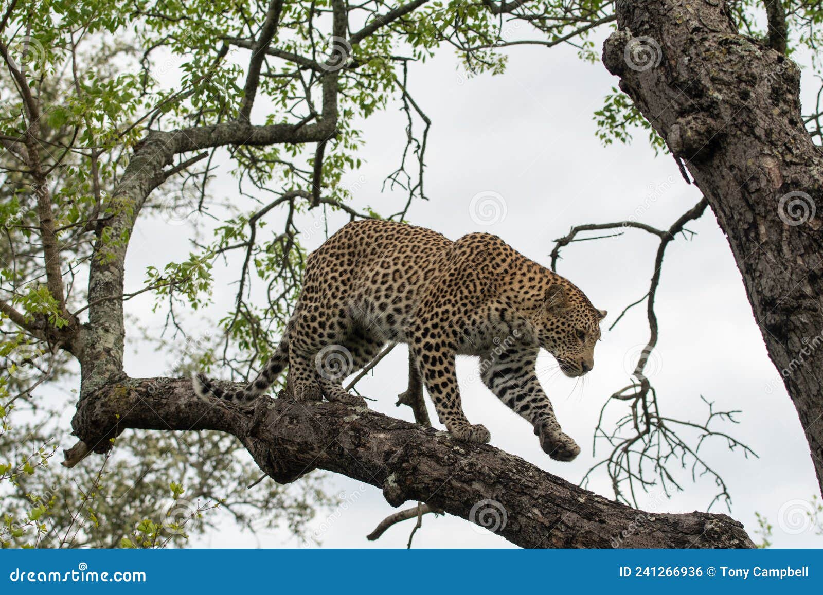 African leopard in a tree stock photo. Image of leopard - 241266936