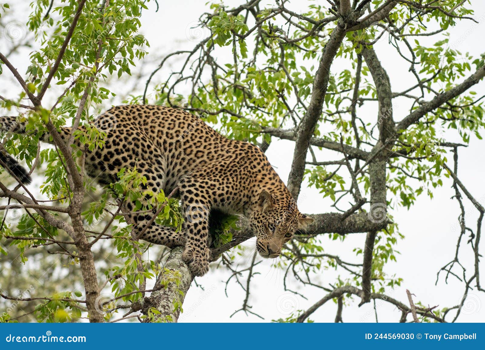 African leopard in a tree stock photo. Image of dangerous - 244569030