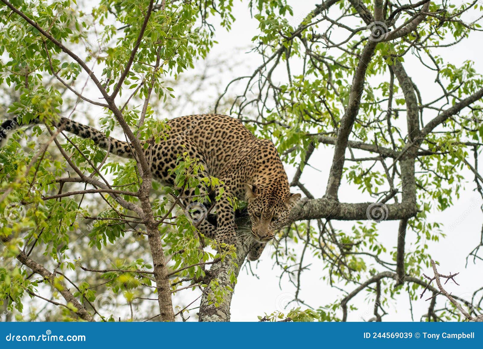 African leopard in a tree stock image. Image of branch - 244569039