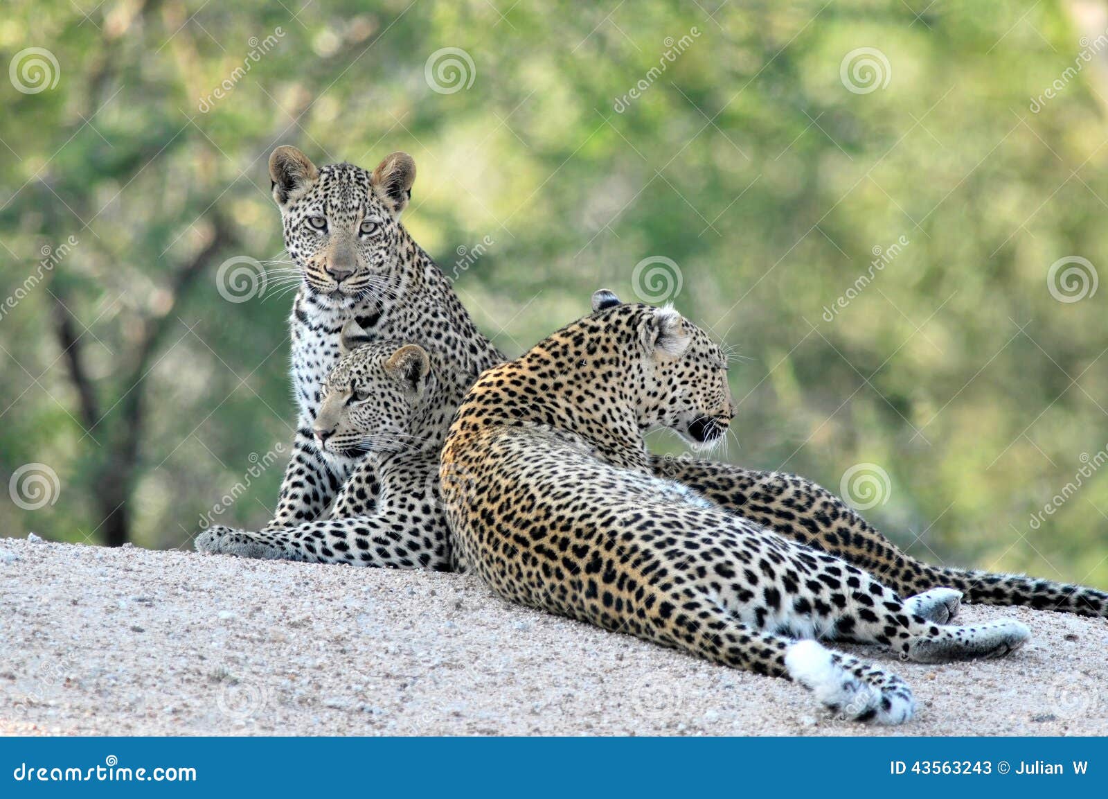 3 African Leopards Together Stock Image - Image of leopardn, jungle ...