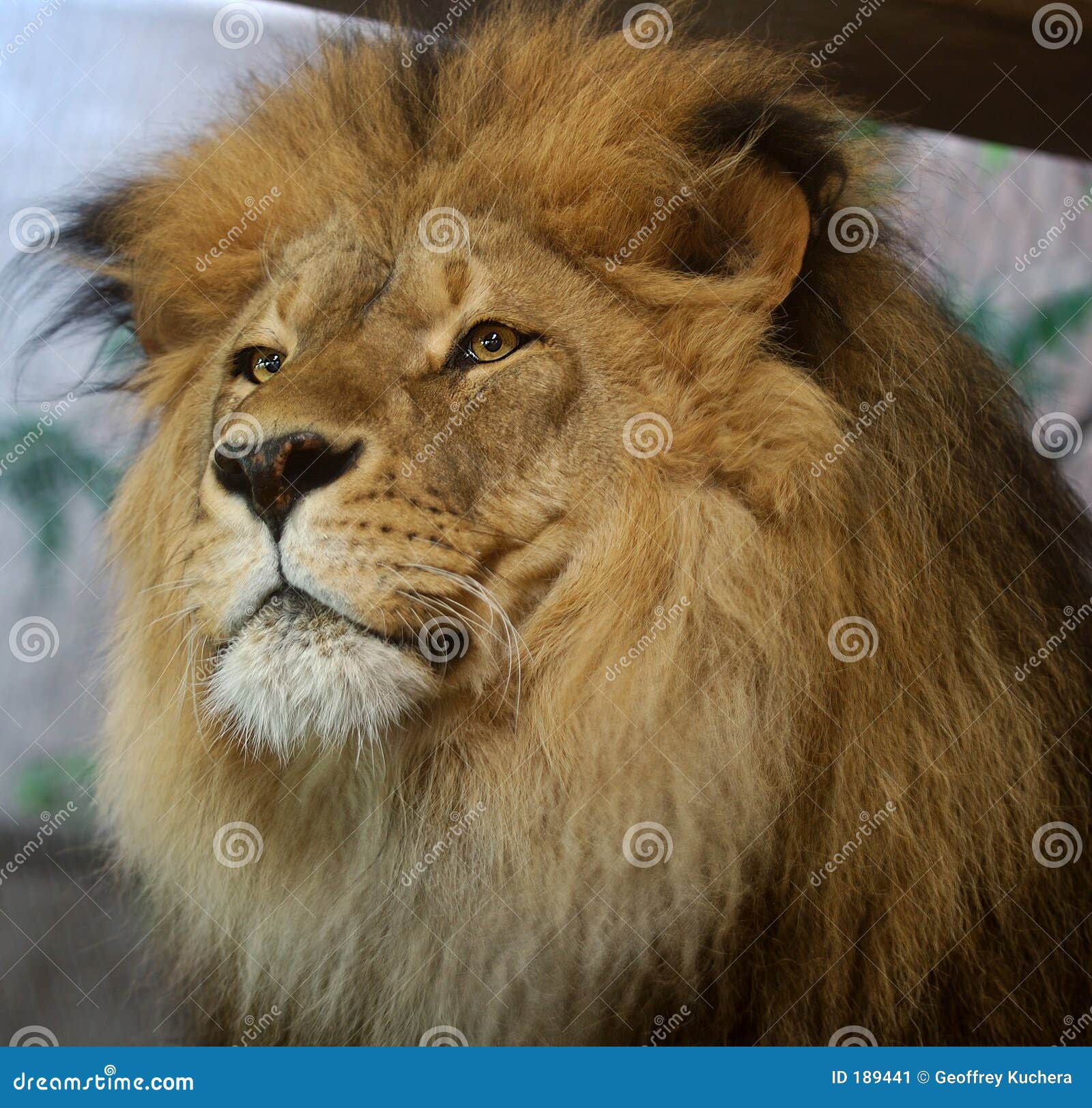 African Lion, Panthera Leo, Female , Masai Mara Park In Kenya Stock ...