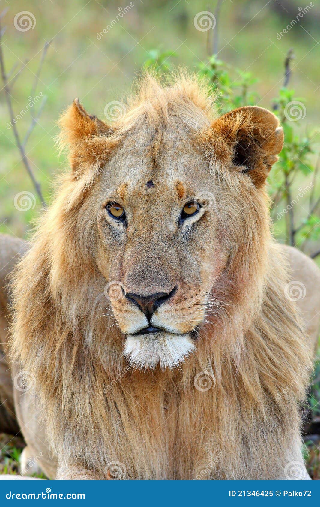 African Lion stock image. Image of maasai, park, reserve - 21346425