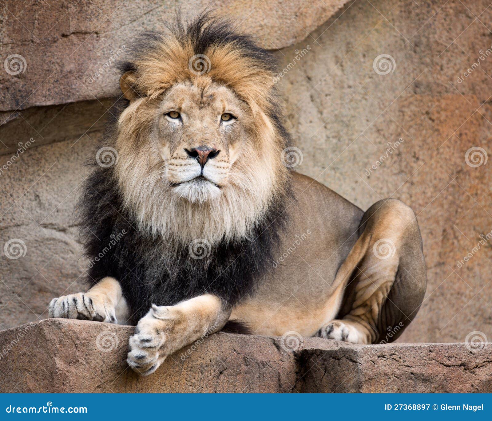 African lion stock image. Image of single, wildlife, mammal - 27368897