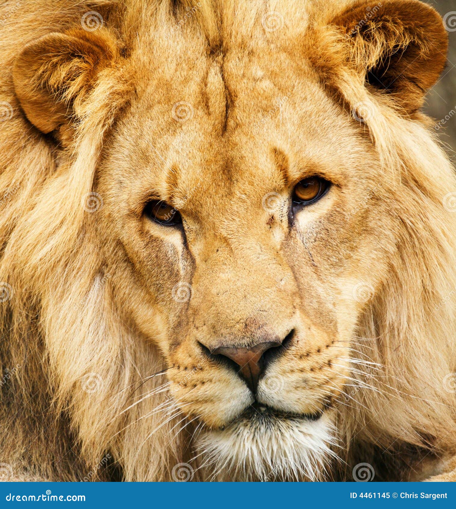 African Lion stock image. Image of africa, paws, lazy - 4461145