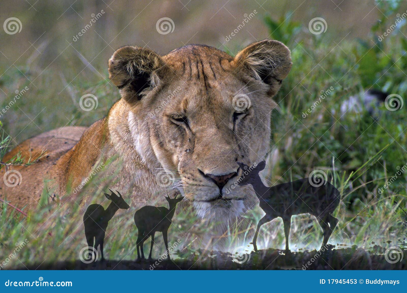 African lion with antelope stock image. Image of african - 17945453
