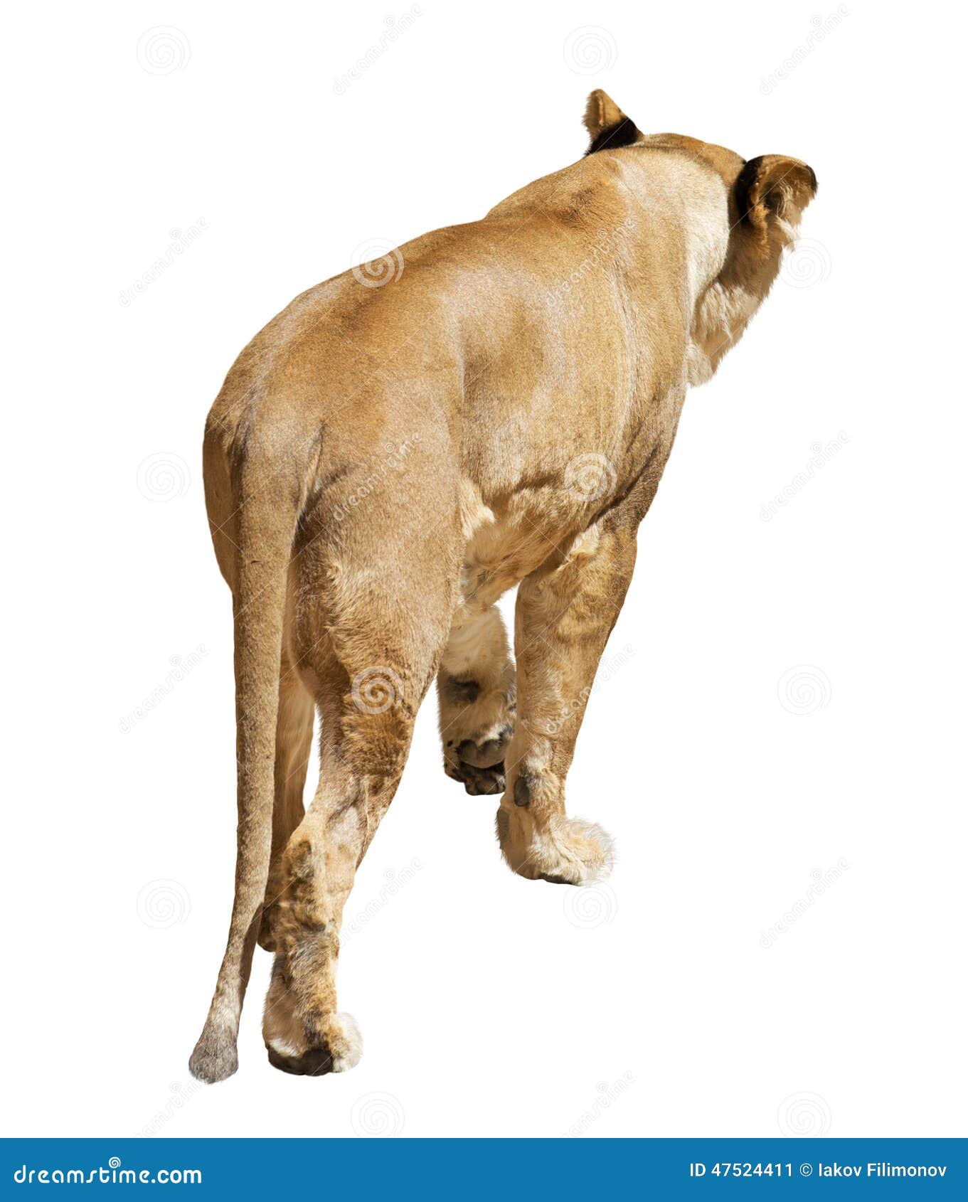 African lion stock image. Image of walk, walking, cutouts - 47524411