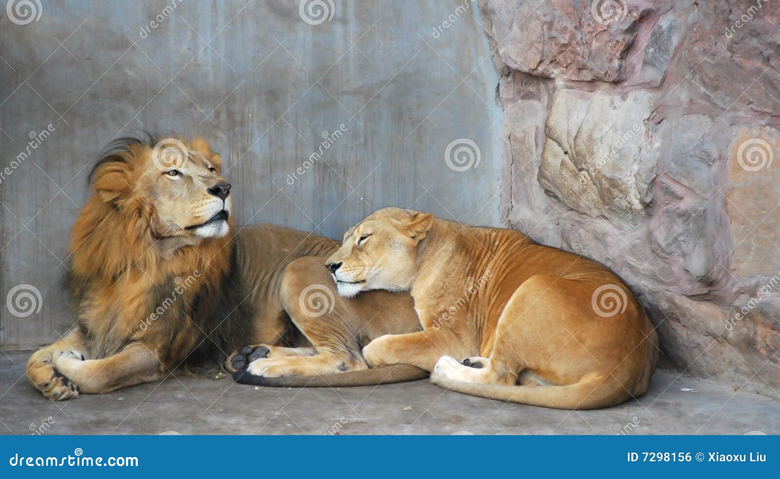 African lion couple stock photo. Image of courtship, african - 7298156