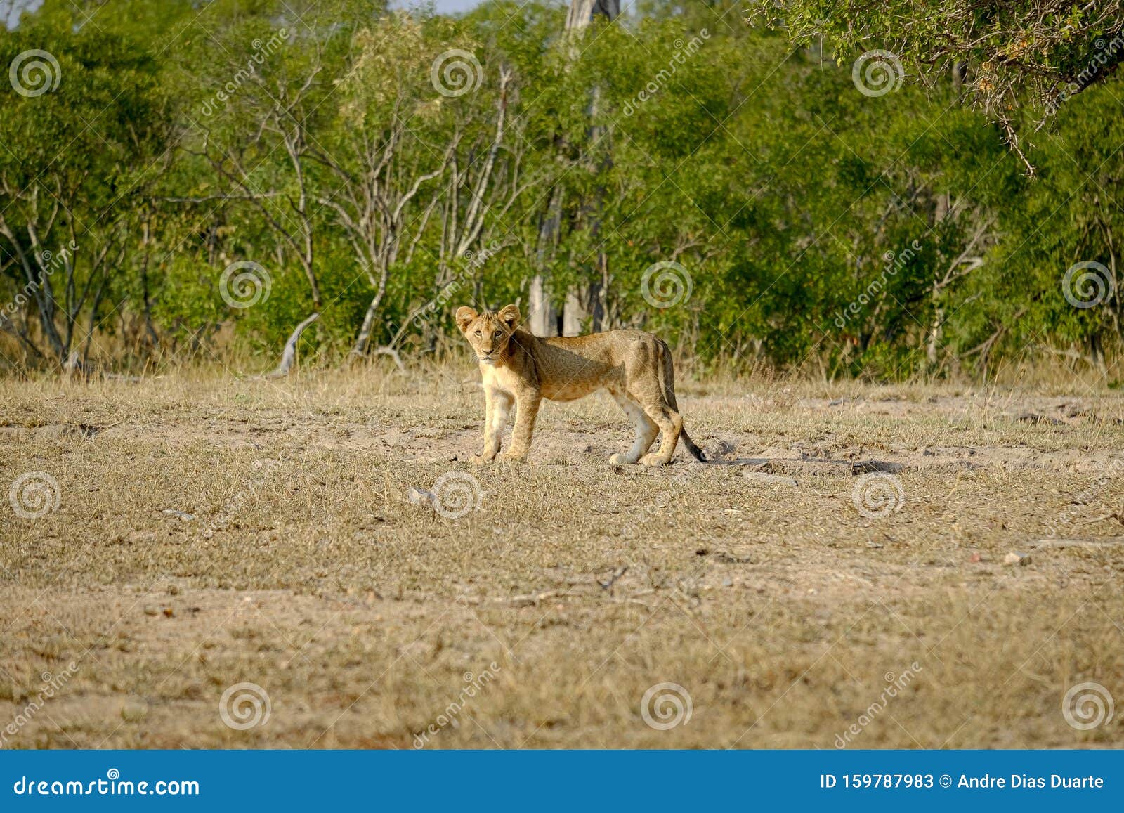 African Lion Cub Standing Alone in the Wild Stock Image - Image of ...