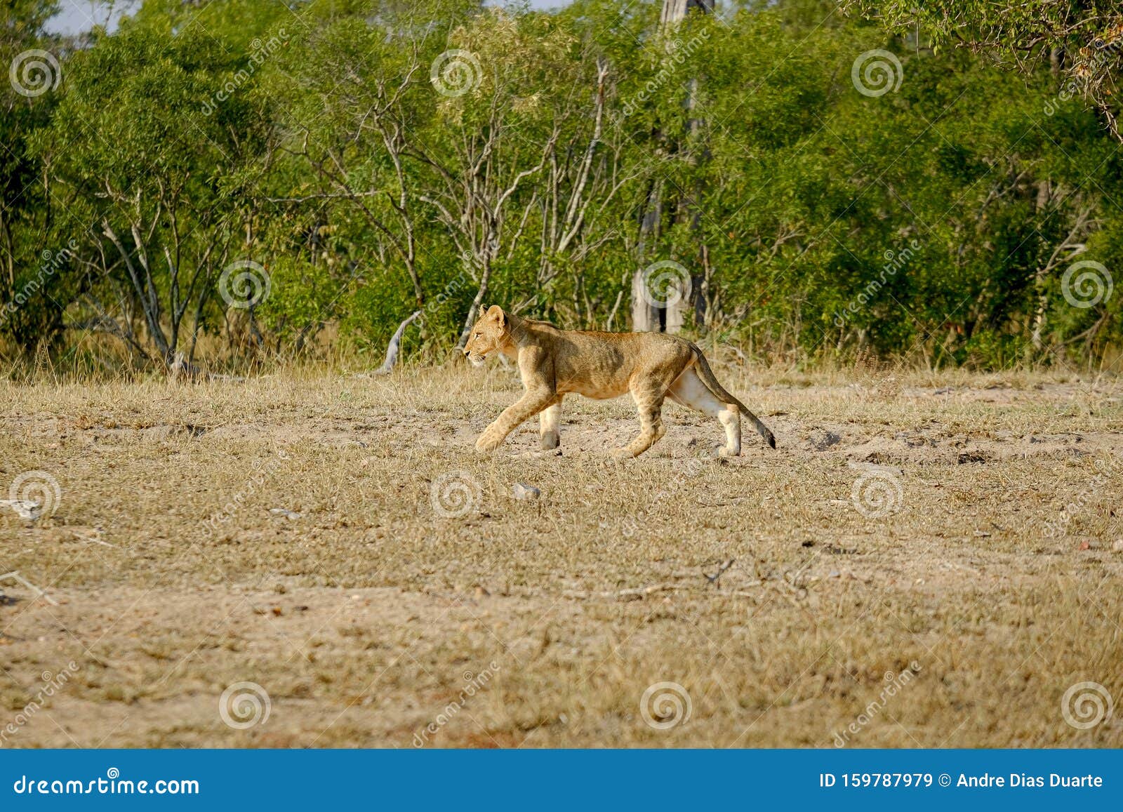 African Lion Cub Walking Alone in the Wild Stock Image - Image of ...
