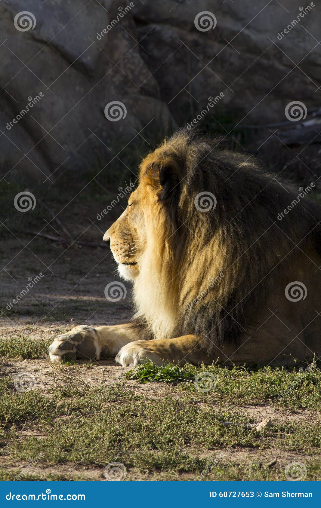 African Lion at Denver Zoo stock image. Image of mammal - 60727653