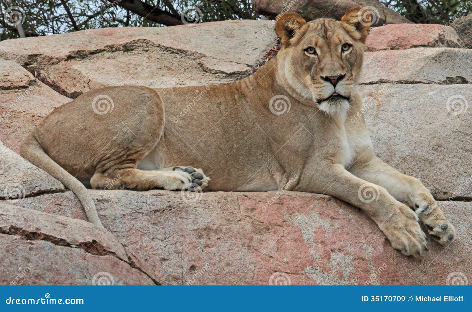 African Lion stock image. Image of habitat, natural, king - 35170709