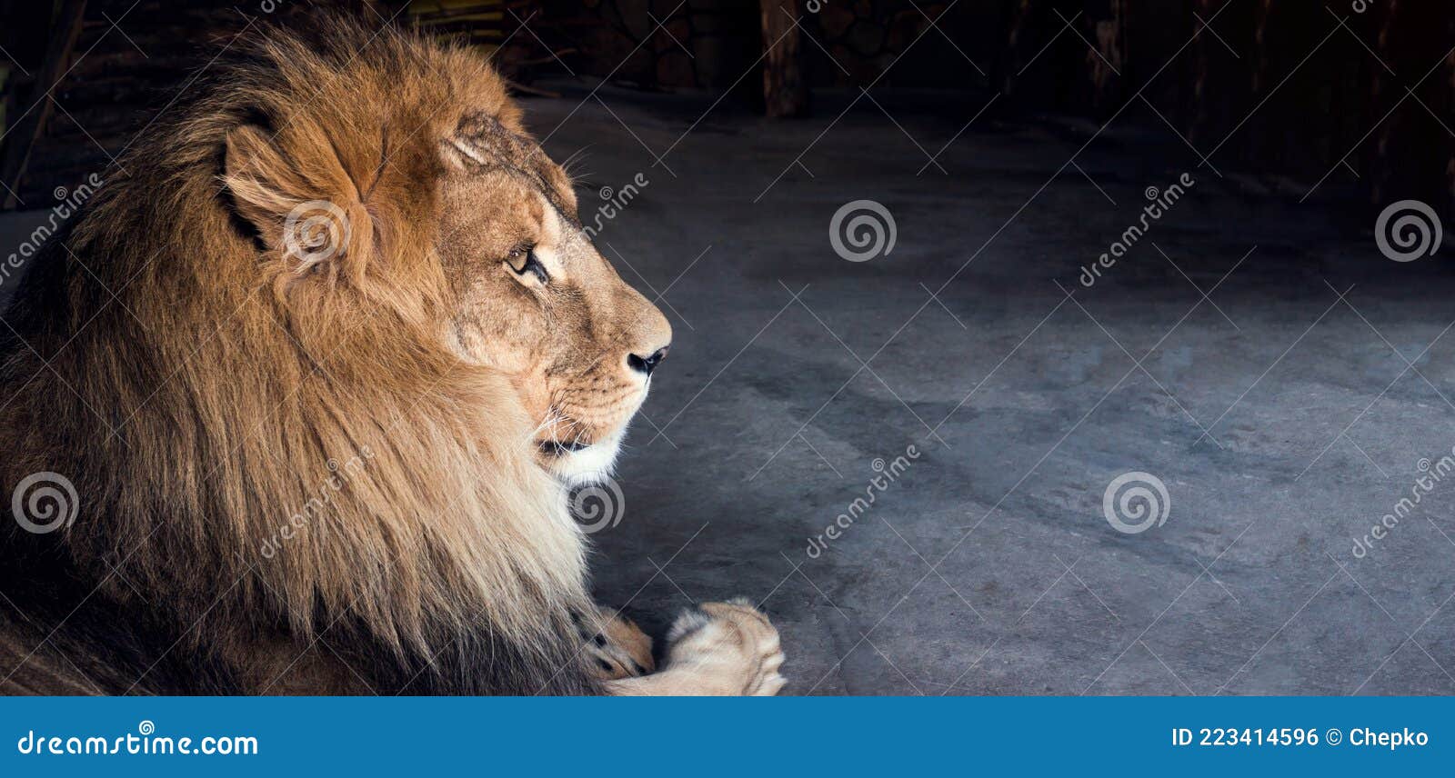 African Lion Lying on the Floor Close-up Stock Photo - Image of hair ...