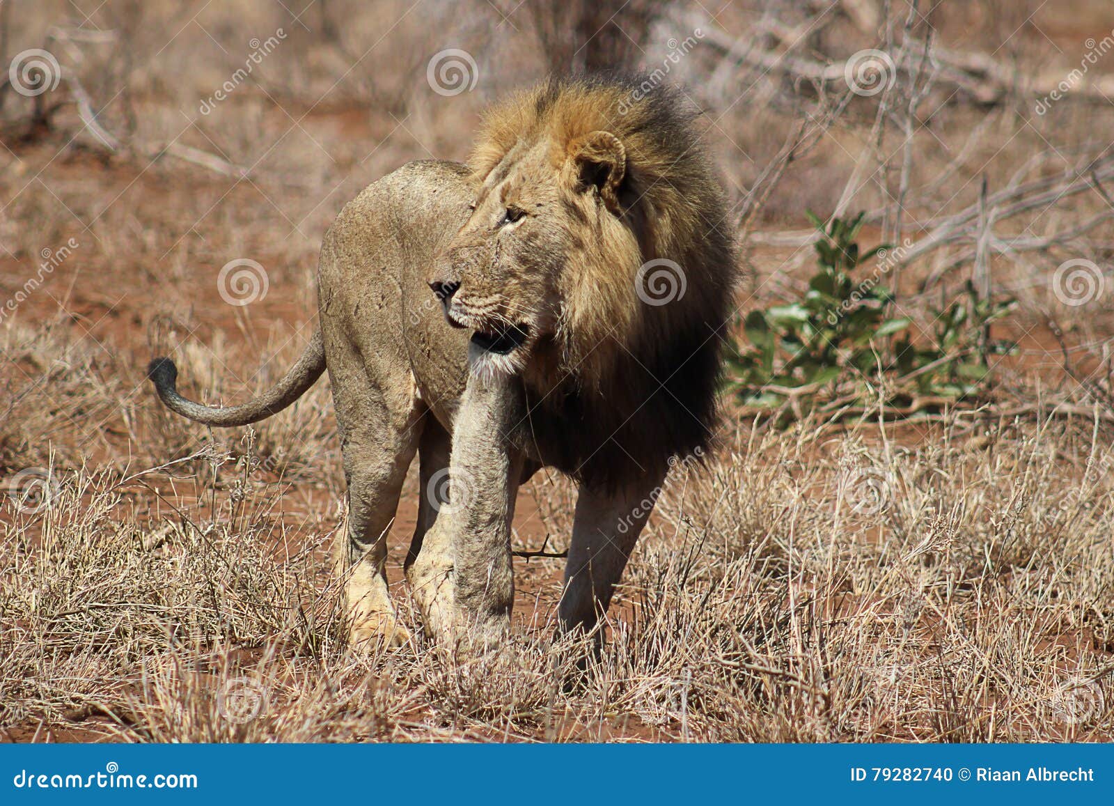 African lion male stock photo. Image of panthera, family - 79282740
