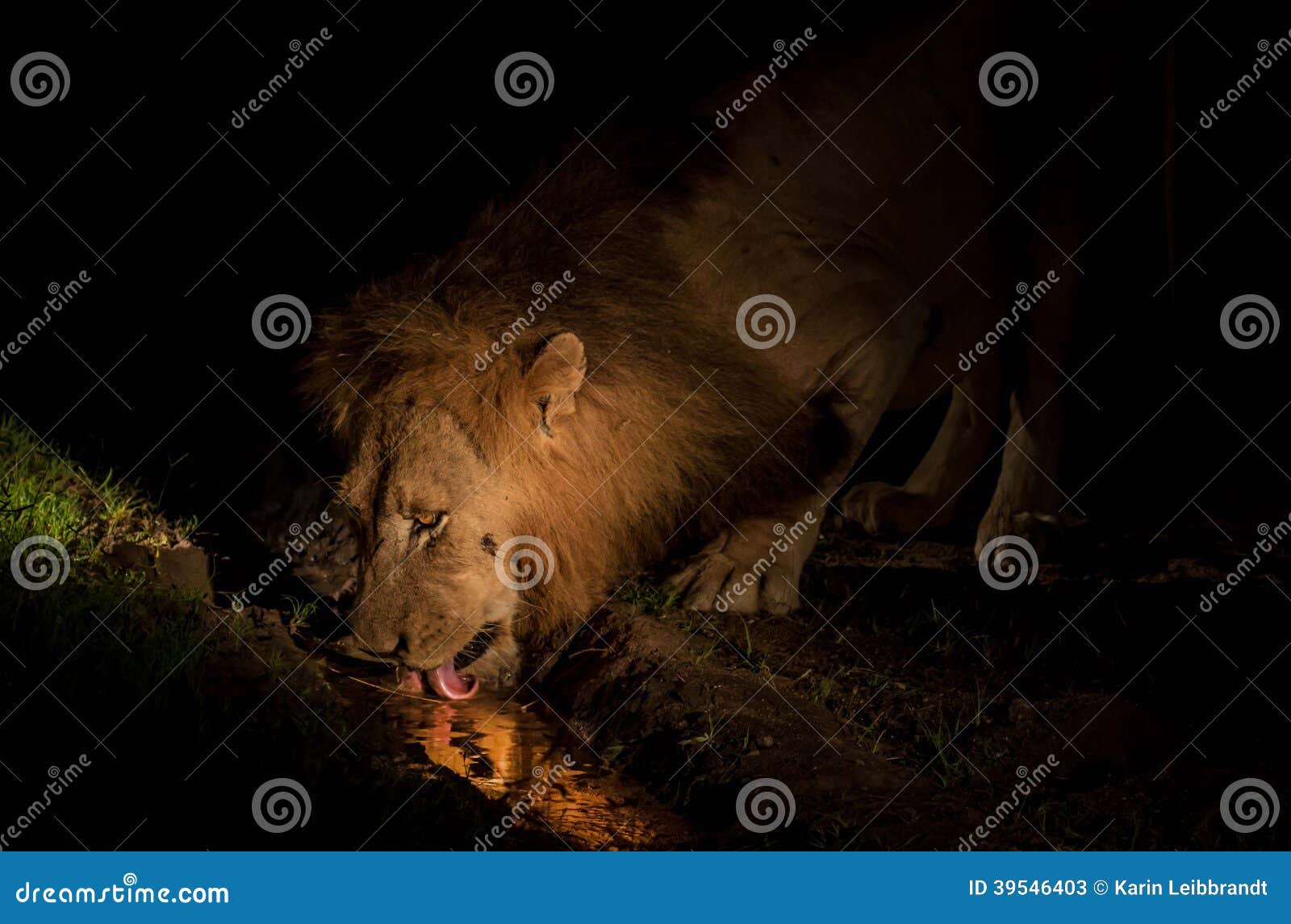 African Lion at night stock image. Image of lionatnight - 39546403