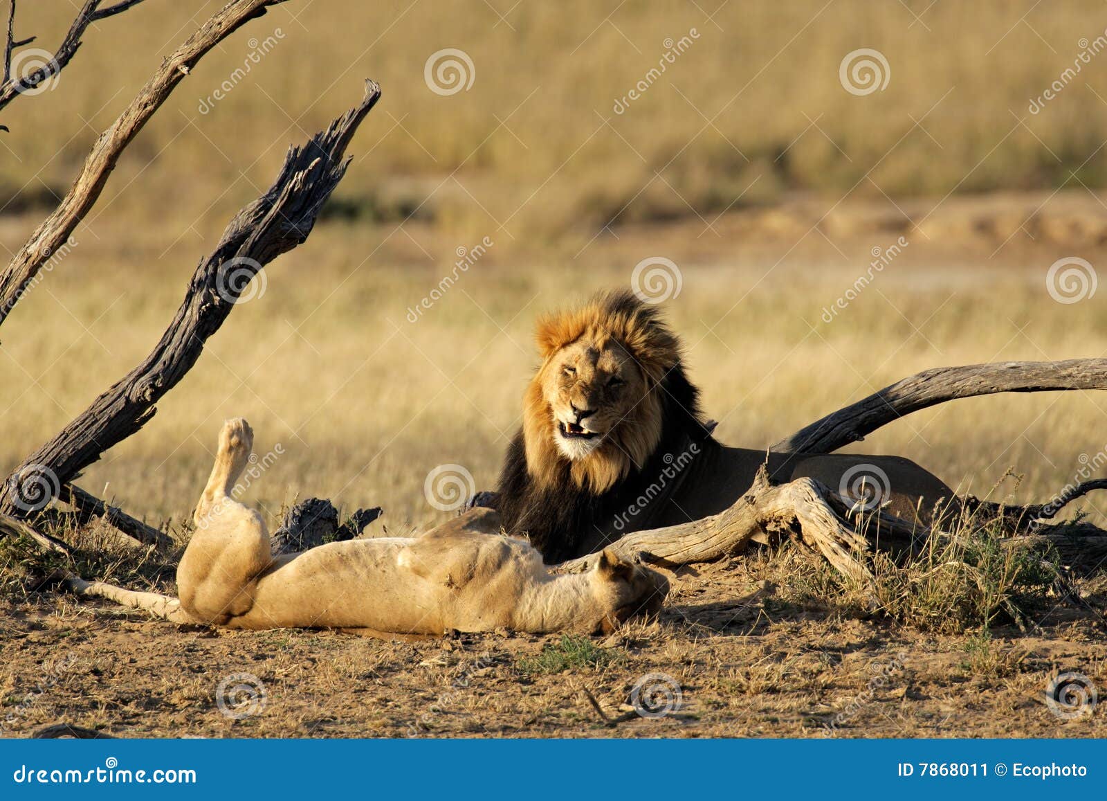 African lion pair stock image. Image of pair, africa, stare - 7868011