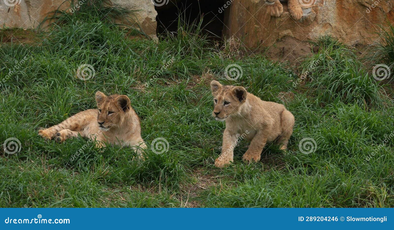 African Lion, Panthera Leo, Cub Playing Stock Photo - Image of motion ...