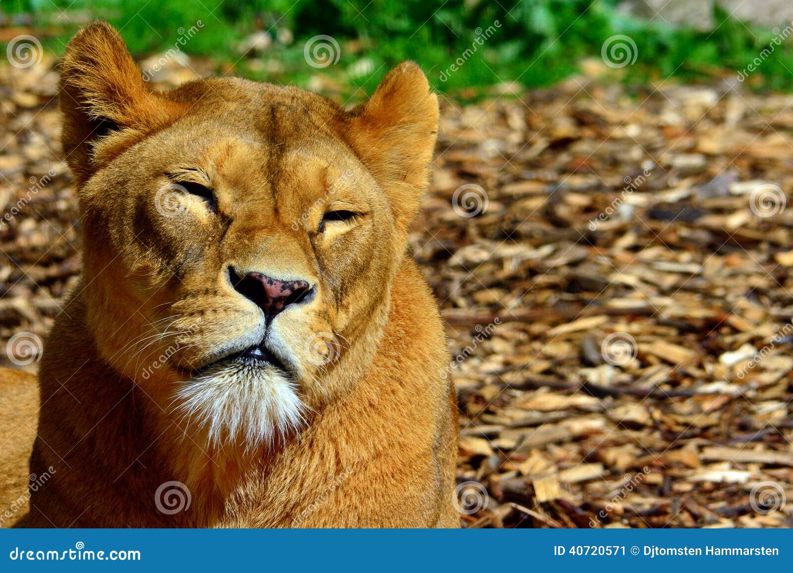 African lion stock image. Image of magnificent, resting - 40720571