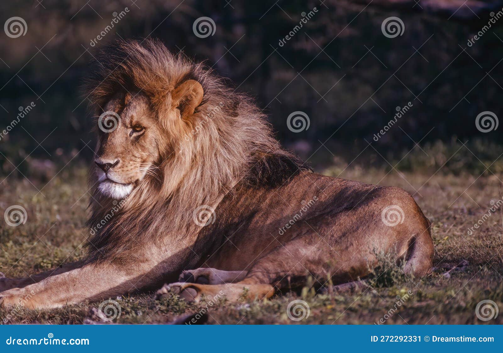 African lion portrait stock image. Image of mane, large - 272292331