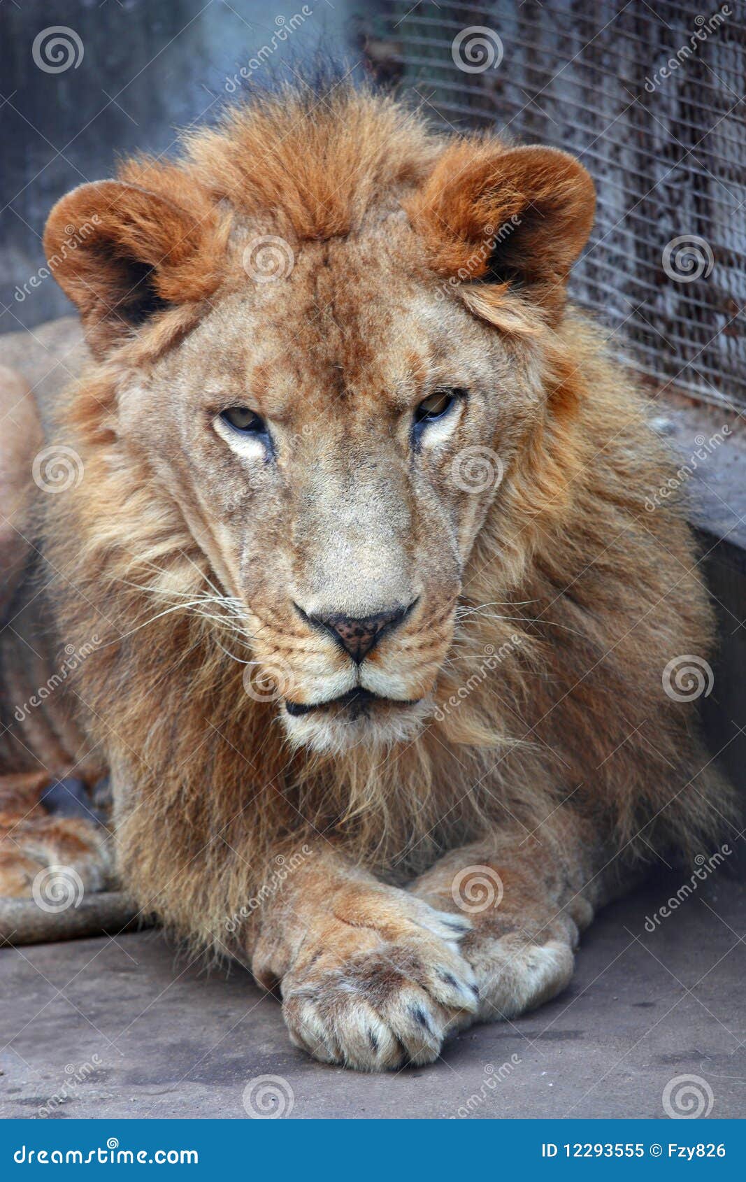 African lion-positive stock image. Image of violent, glare - 12293555