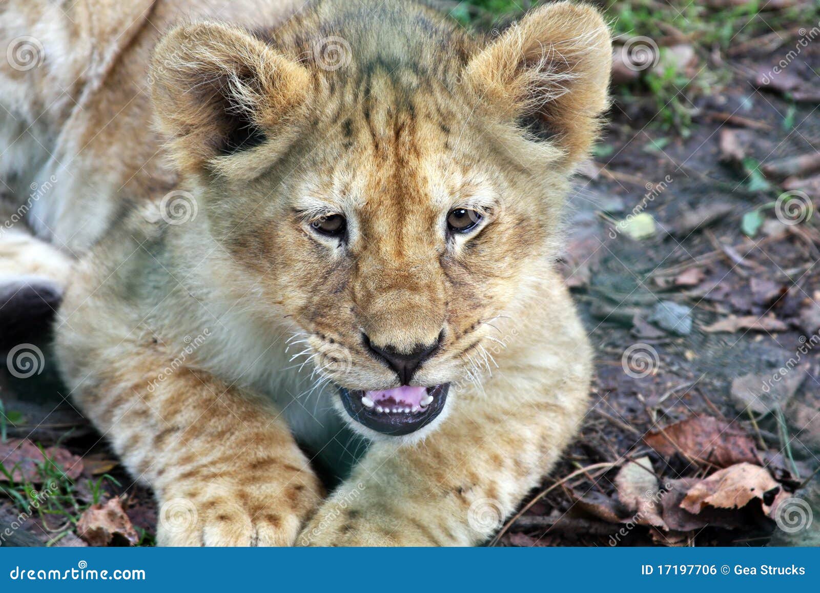 African lion pup stock photo. Image of mammal, nature - 17197706