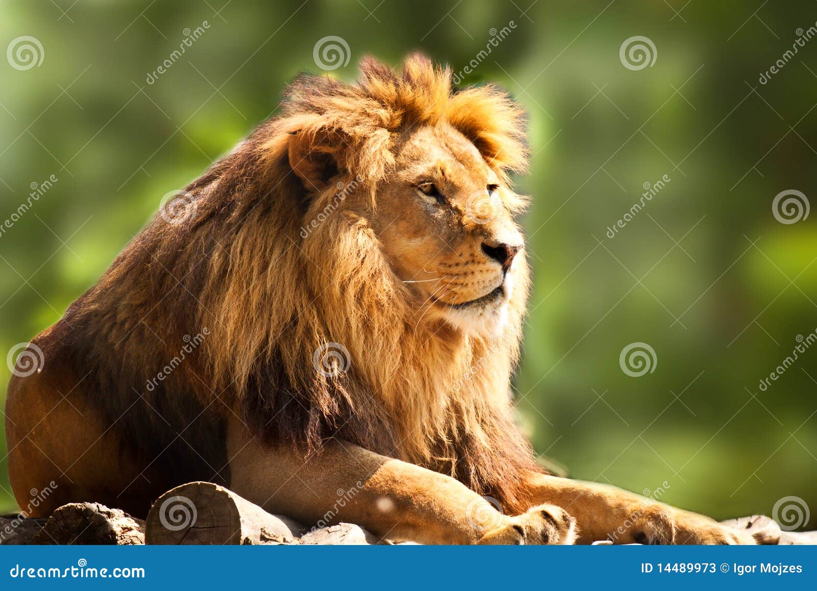 African lion relaxing stock image. Image of furry, animals - 14489973