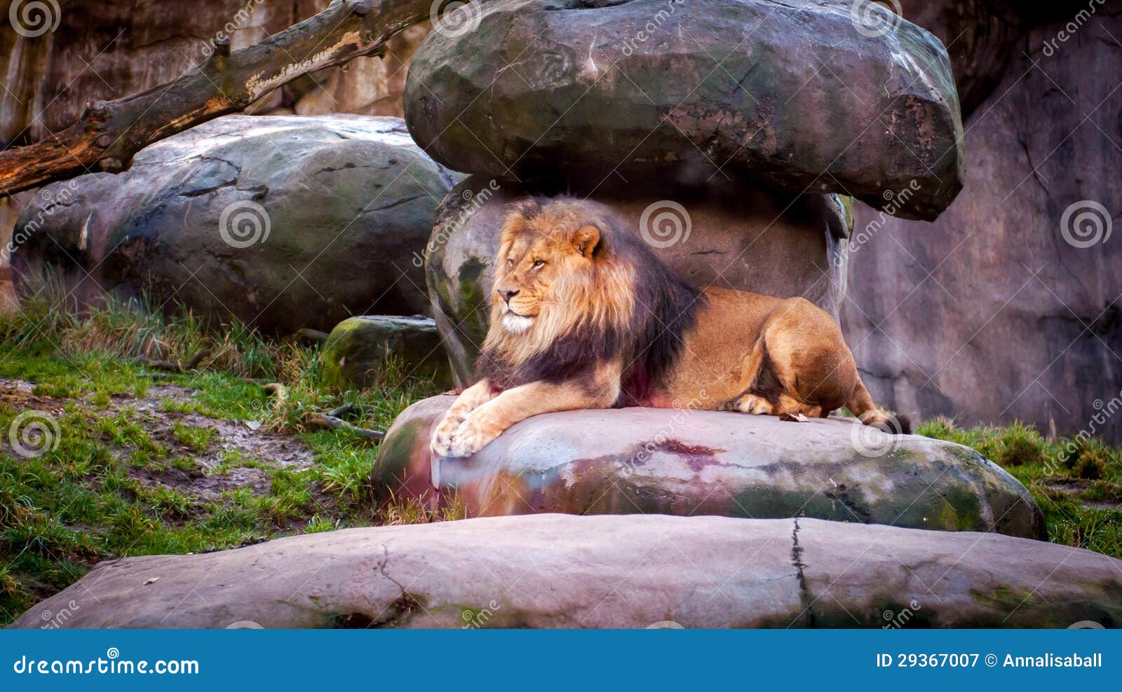 An African Lion Resting in the Shade Stock Image - Image of relax, hair ...
