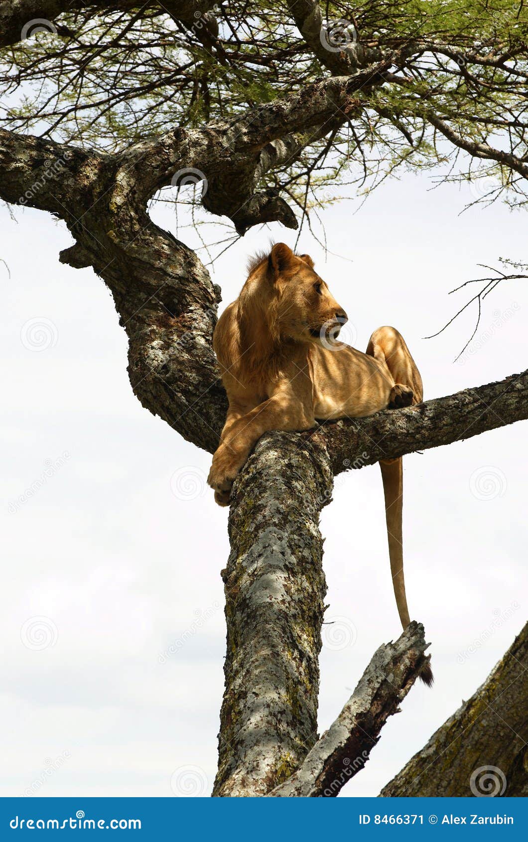 African Lion Resting on the Tree Stock Image - Image of reserve, africa ...