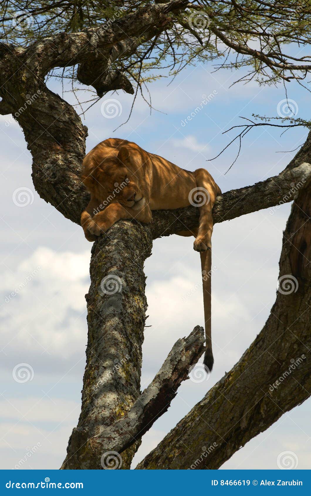 African Lion Resting on the Tree Stock Image - Image of large, reserve ...