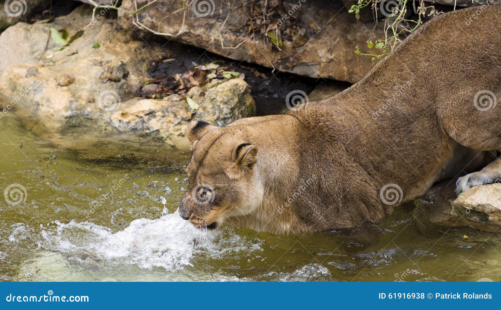 Sea Lion Splash, Wildlife, Marine Life, California Sea Lion Royalty ...