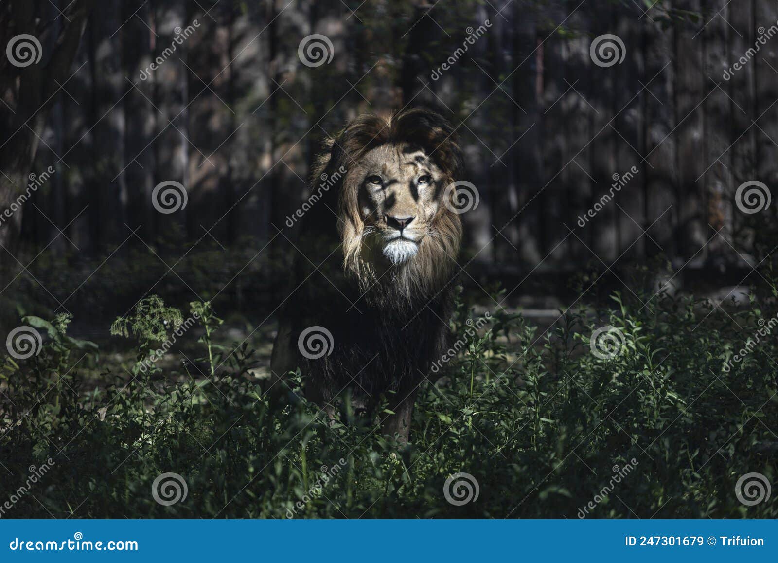African Lion in the Shadows Stock Image - Image of natural, park: 247301679