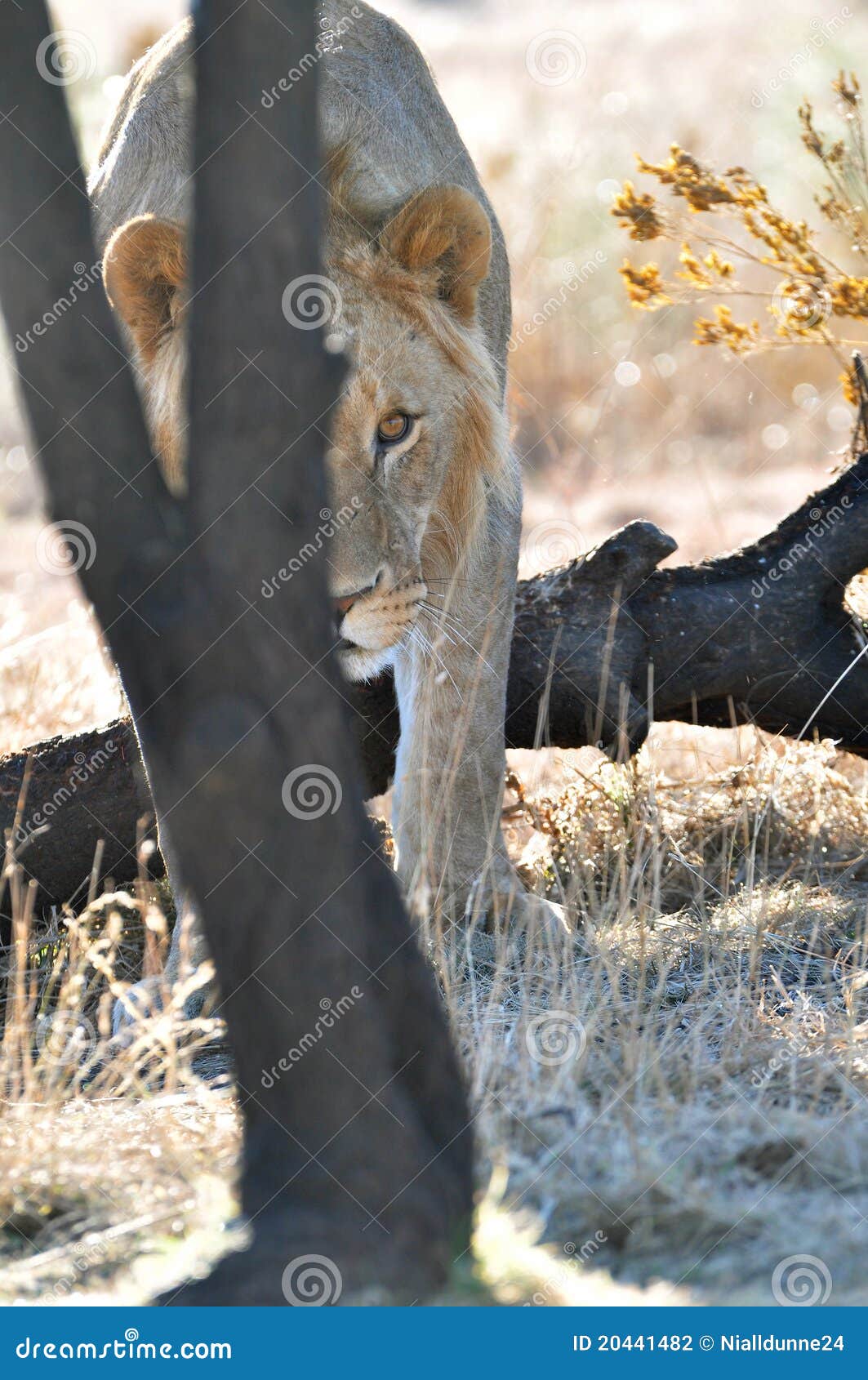 African Lion Stalking Photographer Stock Photo - Image of apex, south ...