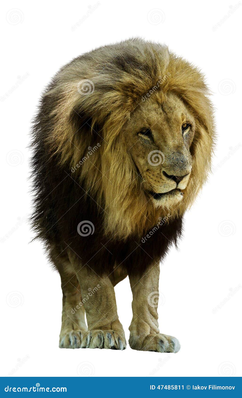 African lion stock image. Image of white, standing, panther - 47485811