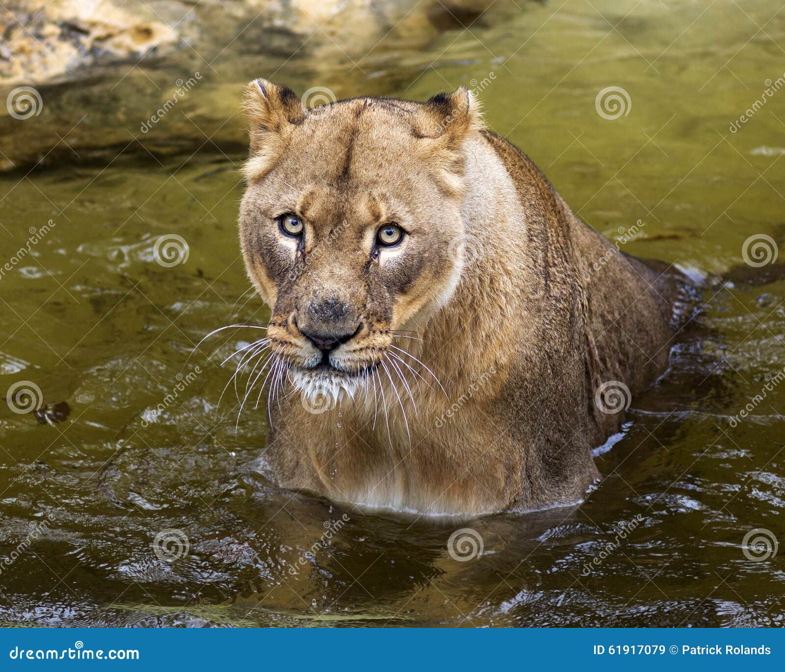 African lion in a stream stock image. Image of splash - 61917079