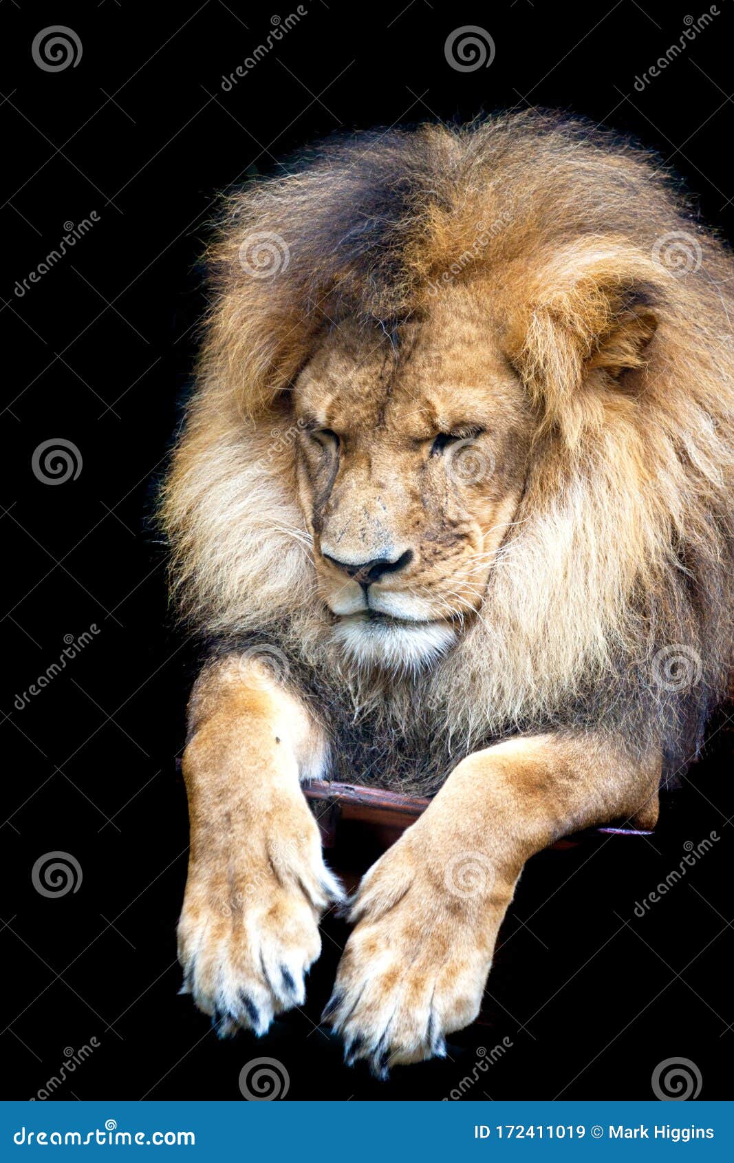 An African Lion Super Grumpy Stock Image - Image of mouth, cruel: 172411019