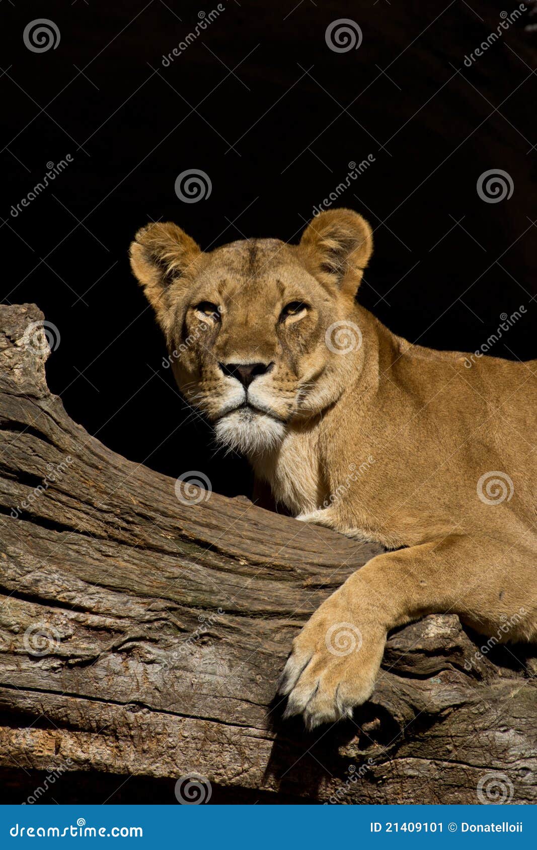African Lion waiting stock image. Image of nature, wildlife - 21409101