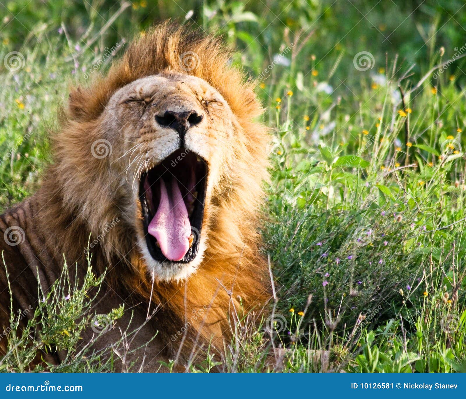 African Lion Yawning stock image. Image of majestic, portrait - 10126581