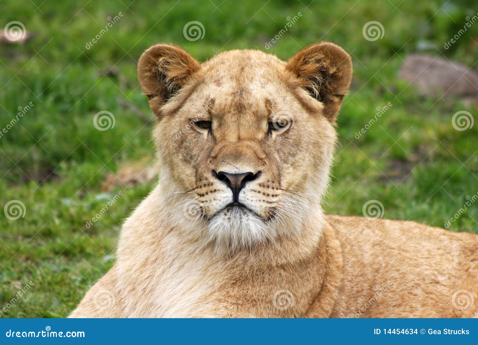 African lioness stock photo. Image of wild, undomesticated - 14454634