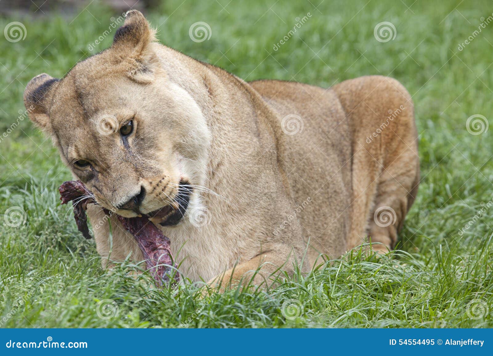 African Lioness Eating Meal Stock Image - Image of lioness, lion: 54554495
