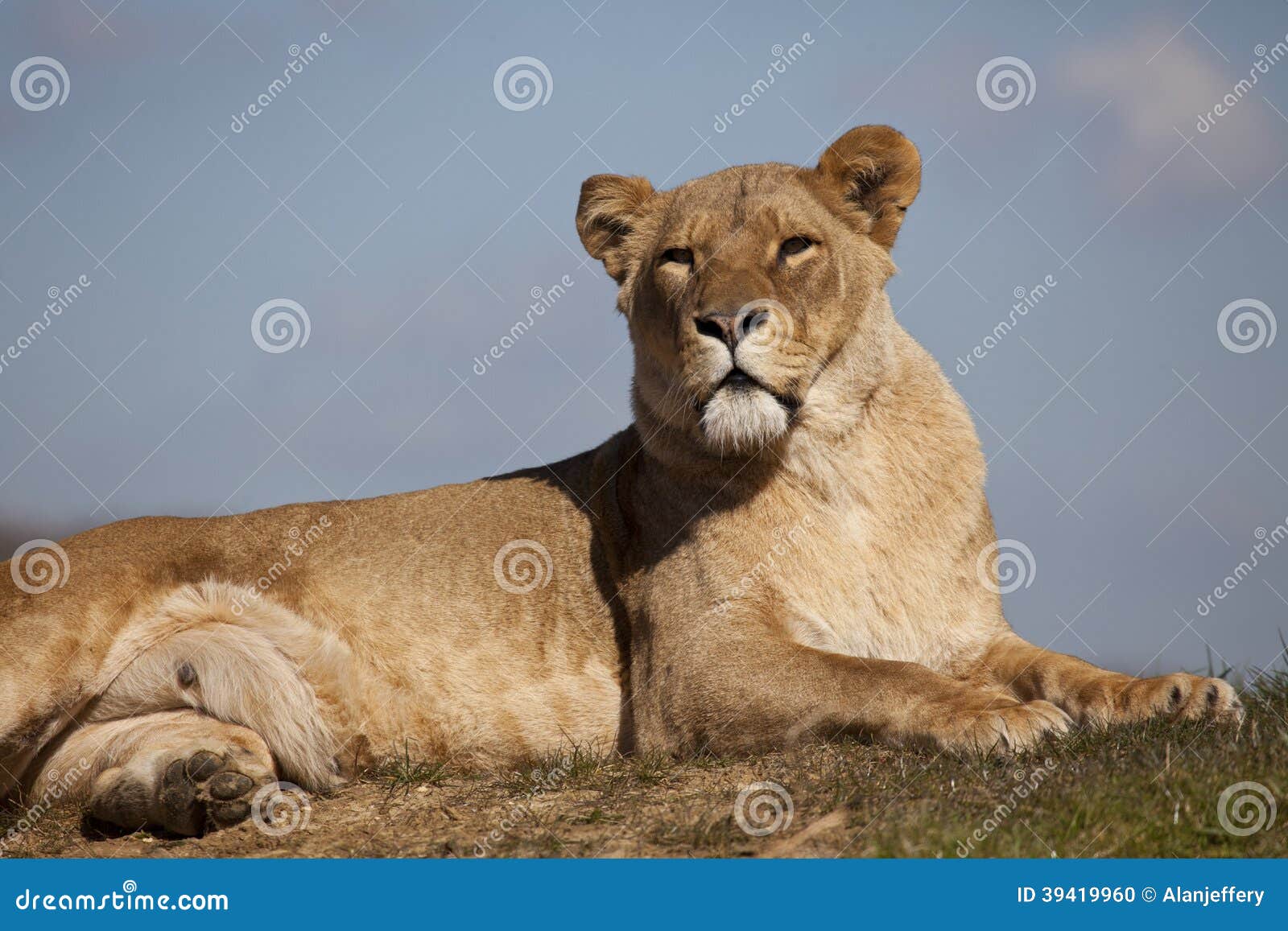African Lioness stock photo. Image of nature, hunter - 39419960