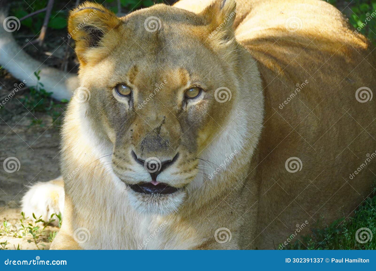 African Lioness Looking Onto the Camera Stock Image - Image of hunter ...