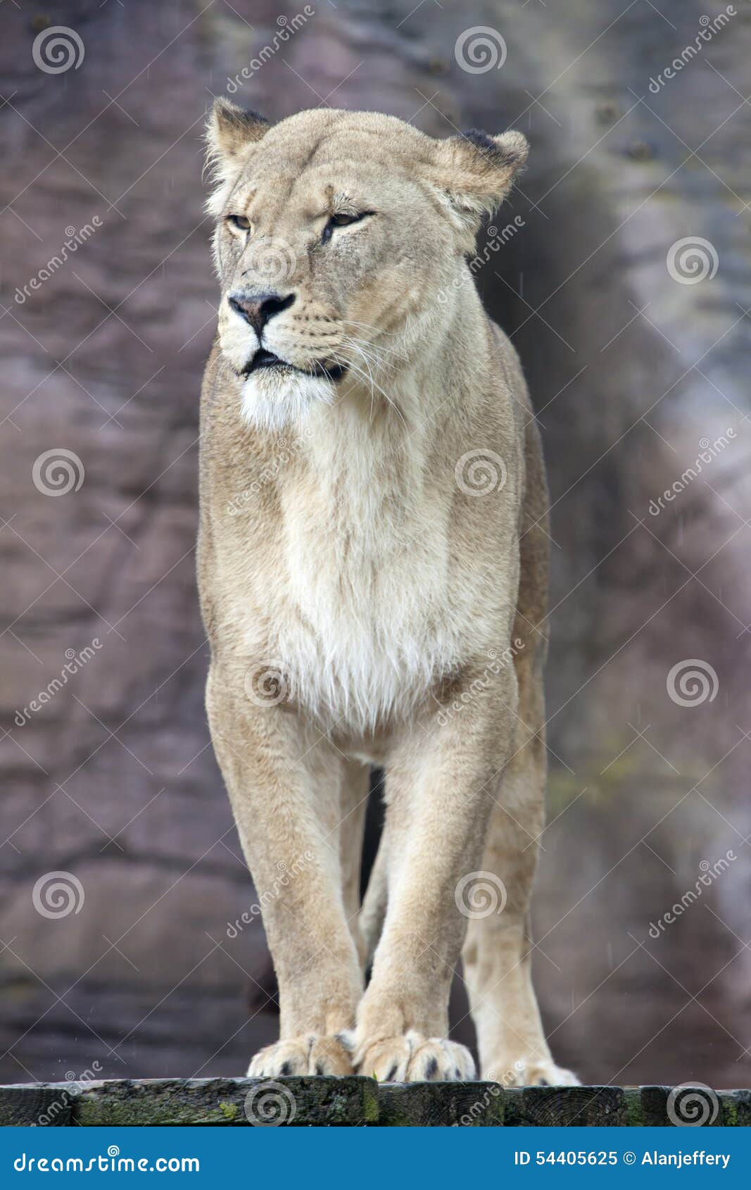 African Lioness stock image. Image of wildlife, mammal - 54405625