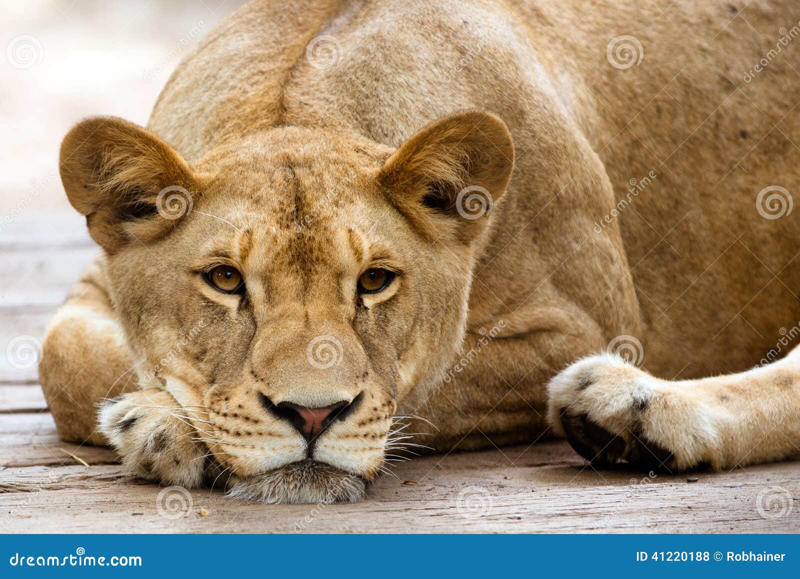 African lioness resting stock photo. Image of afternoon - 41220188