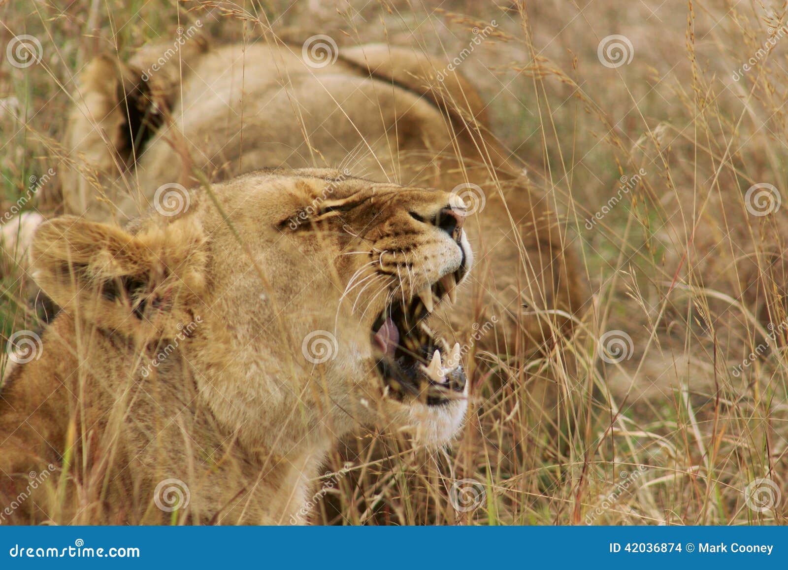 African Lioness Showing Teeth Stock Photo - Image of teeth, africa ...