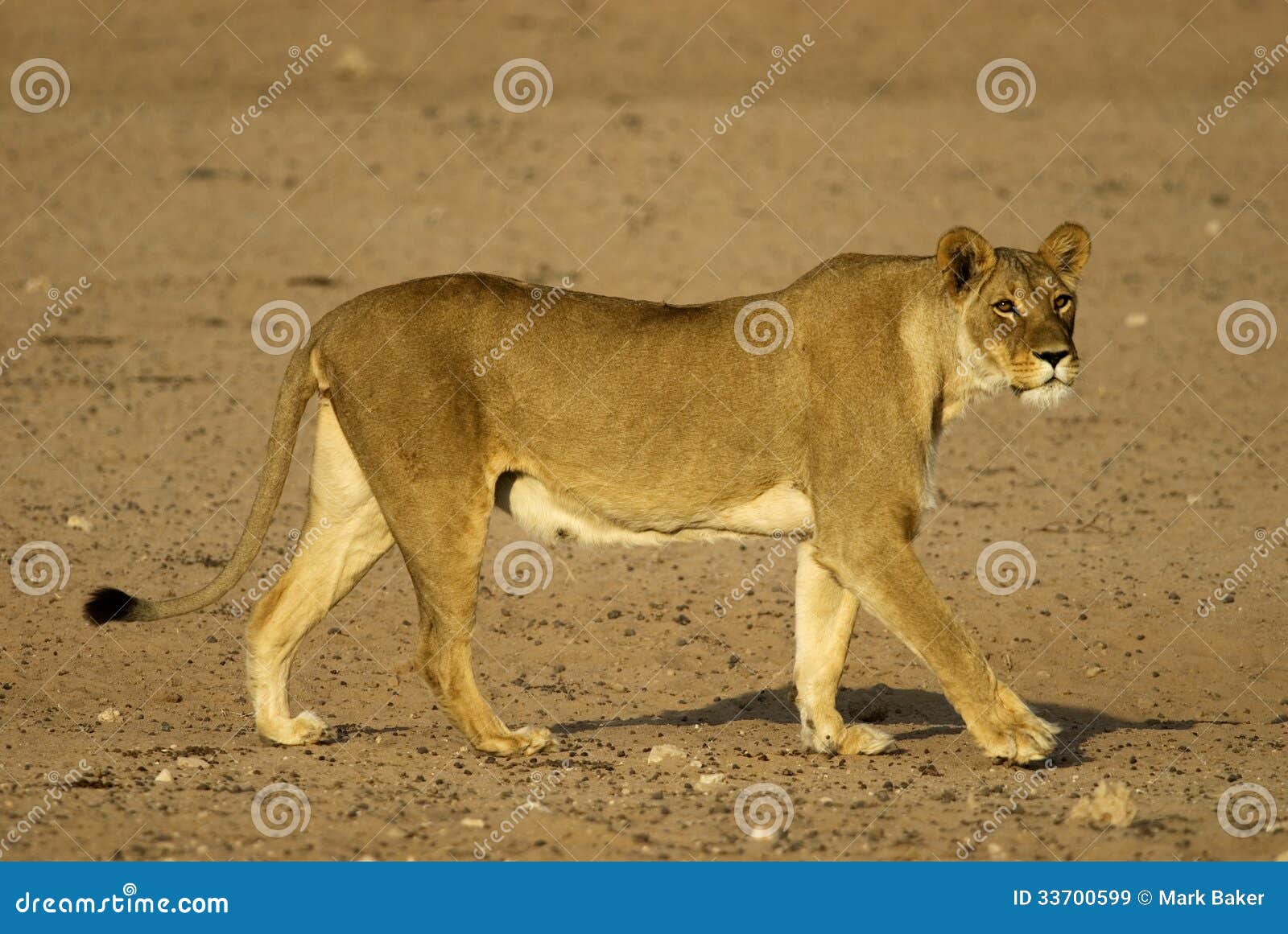 African Lioness stock image. Image of stare, life, panthera - 33700599