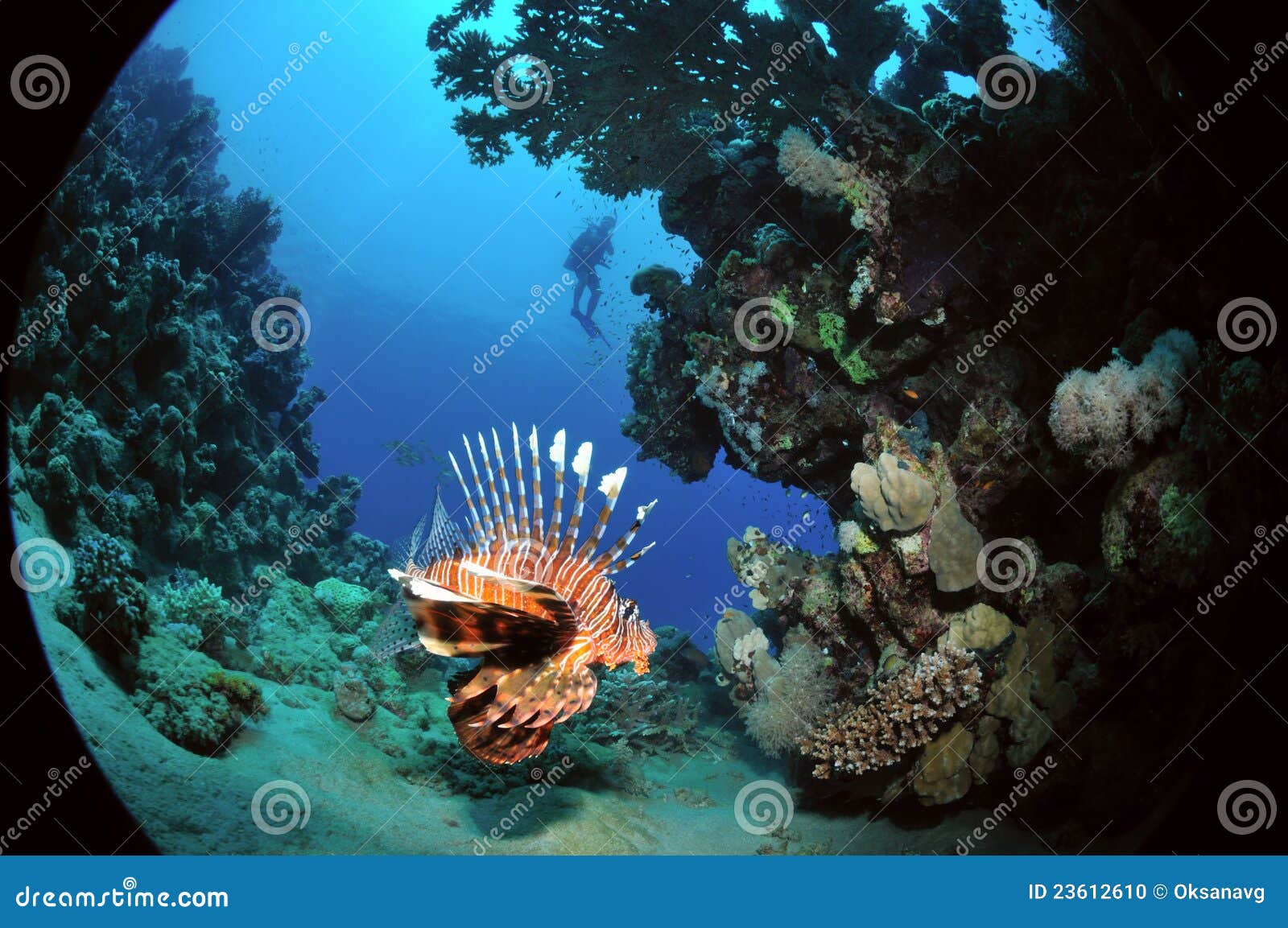African lionfish stock photo. Image of dangerous, underwater - 23612610