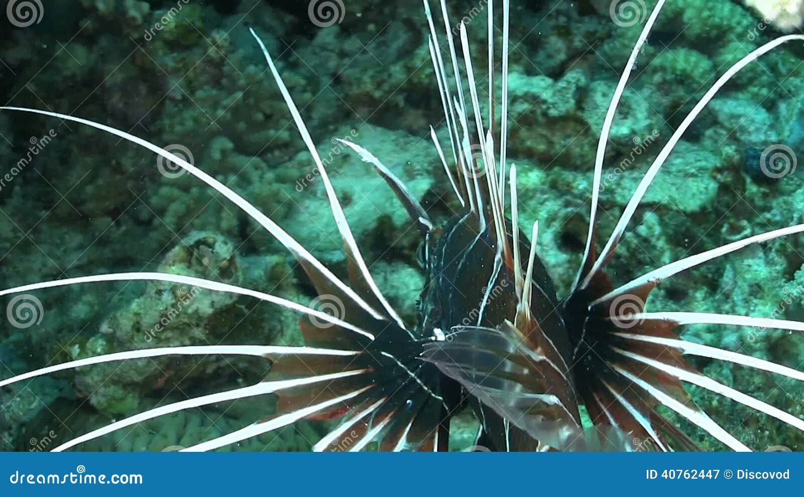 African Lionfish on Coral Reef Stock Video - Video of african, vibrant ...